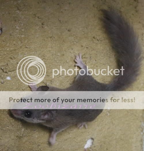 Graphiurus - JungleKey.fr Image