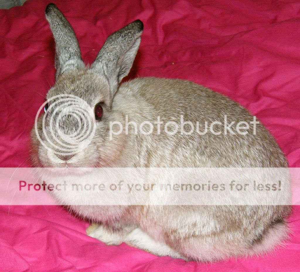Two FREE bunnies looking for new home | Reptile Forums