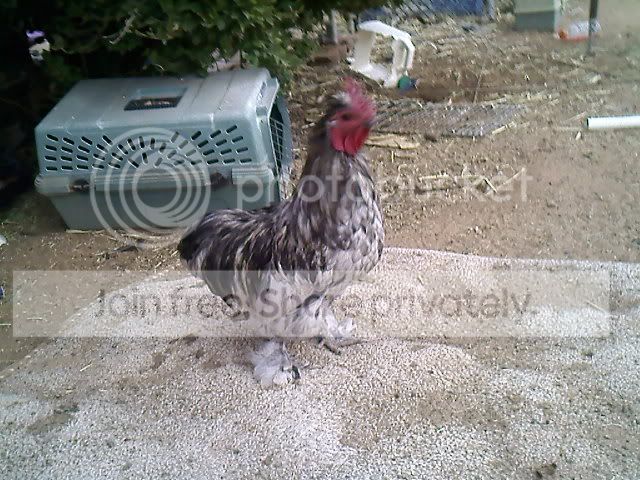 My boys,, what a bunch of goons! Pics of the roos | BackYard Chickens ...