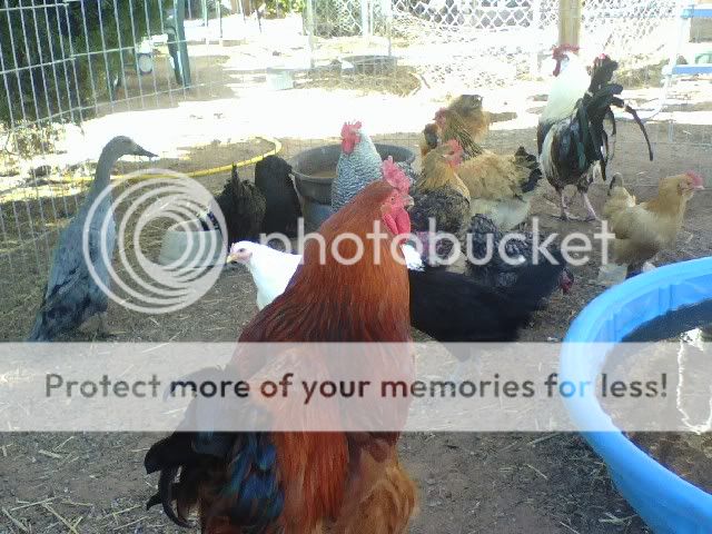 What is the tallest breed of chicken? | Page 2 | BackYard Chickens ...