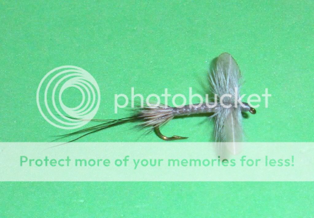 Gray Drake Spinner | Michigan Sportsman Forum