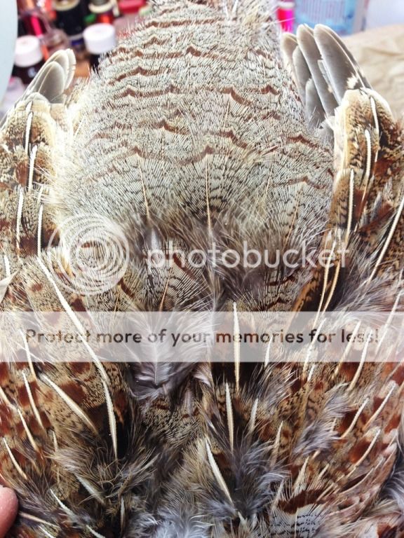 Filoplume feathers - South African Fresh & Saltwater Fly Fishing Community