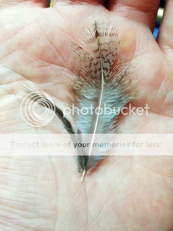 Filoplume feathers - South African Fresh & Saltwater Fly Fishing Community