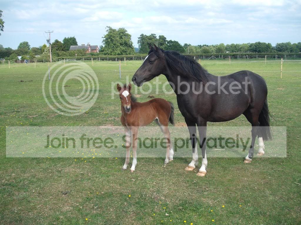 Foal height comparison/obsession | Horse and Hound Forum