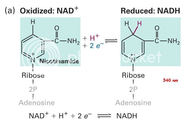 NADH Oxidized/Reduced Photo by metro_cub | Photobucket