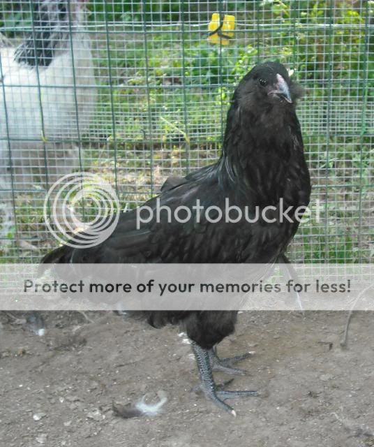6 Blue & Black Ameraucana chicks -NY ship | BackYard Chickens - Learn ...