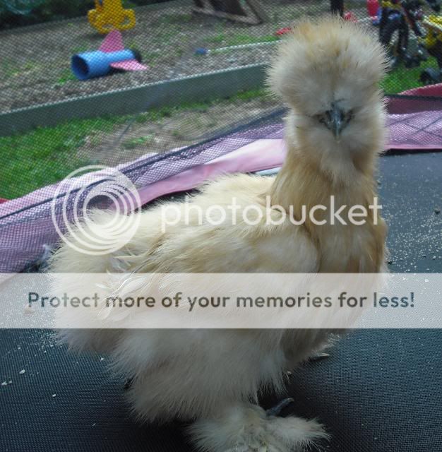 Silkie and Show girl HENS available- Ship or Westchester NY pick up ...