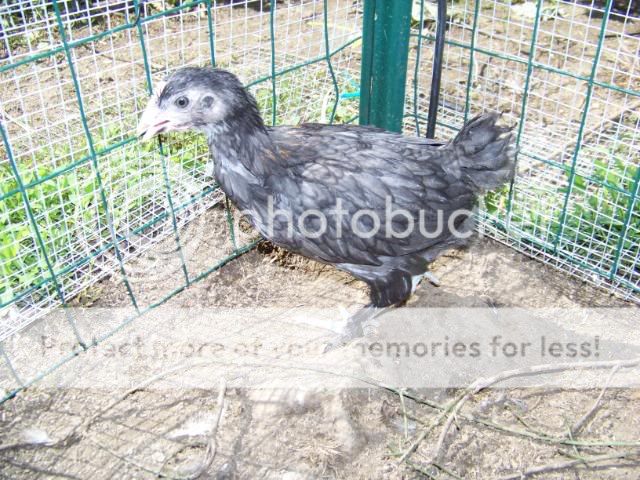 French Blue Marans??? updated with pics :) | BackYard Chickens - Learn ...
