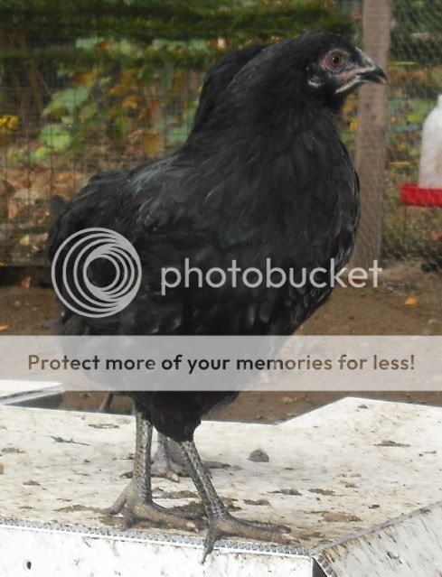 Black Araucana trio (all rumpless 2 are bilaterally tufted) NY/CT ...