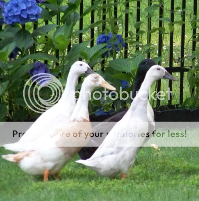 14 + Runner Duck eggs Blue, Black, Silver/lav NY or ship | BackYard ...