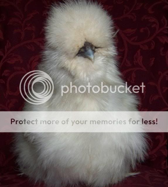 18+ extra WHITE SILKIE & SHOW GIRL EGGS | BackYard Chickens - Learn How ...