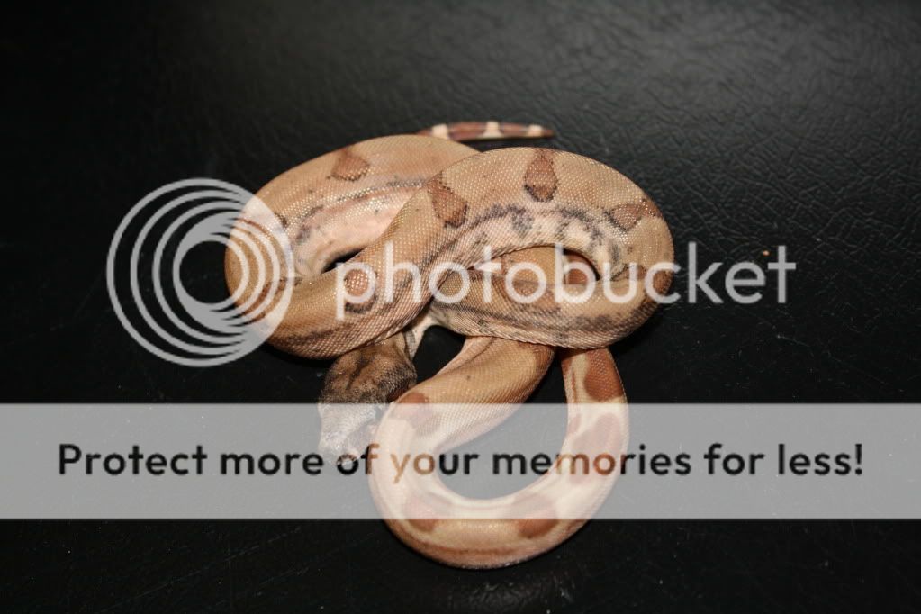 Some Blood Boa stuff | Reptile Forums