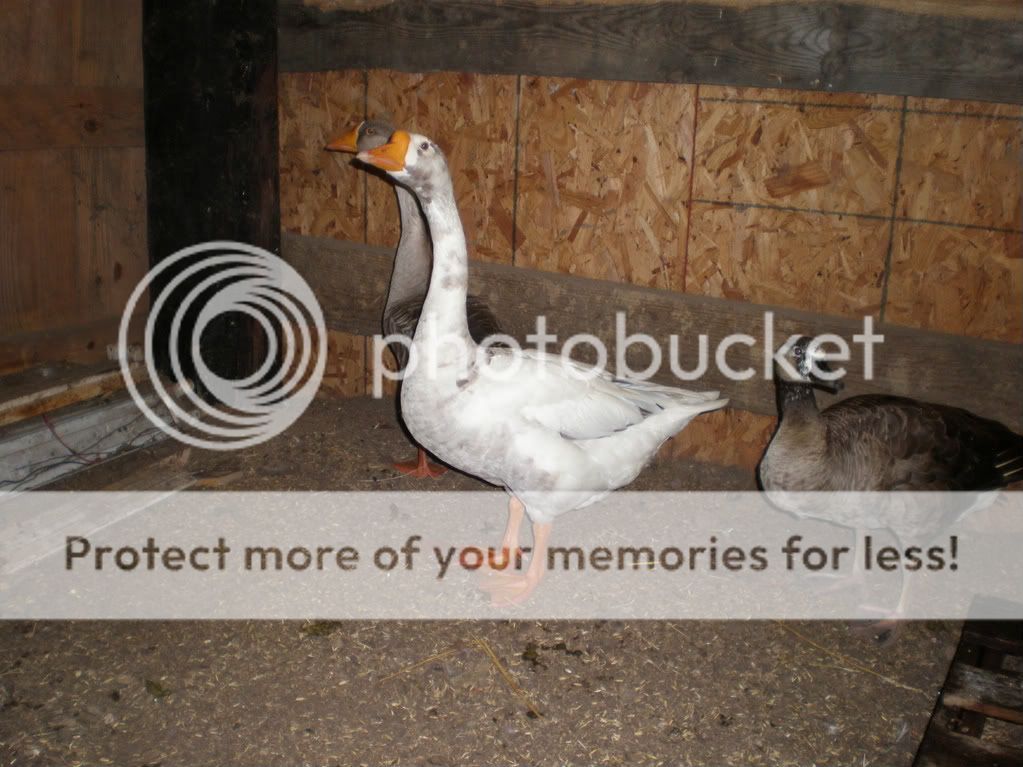Goose Rescue... (Need help Sexing and IDing) | BackYard Chickens ...