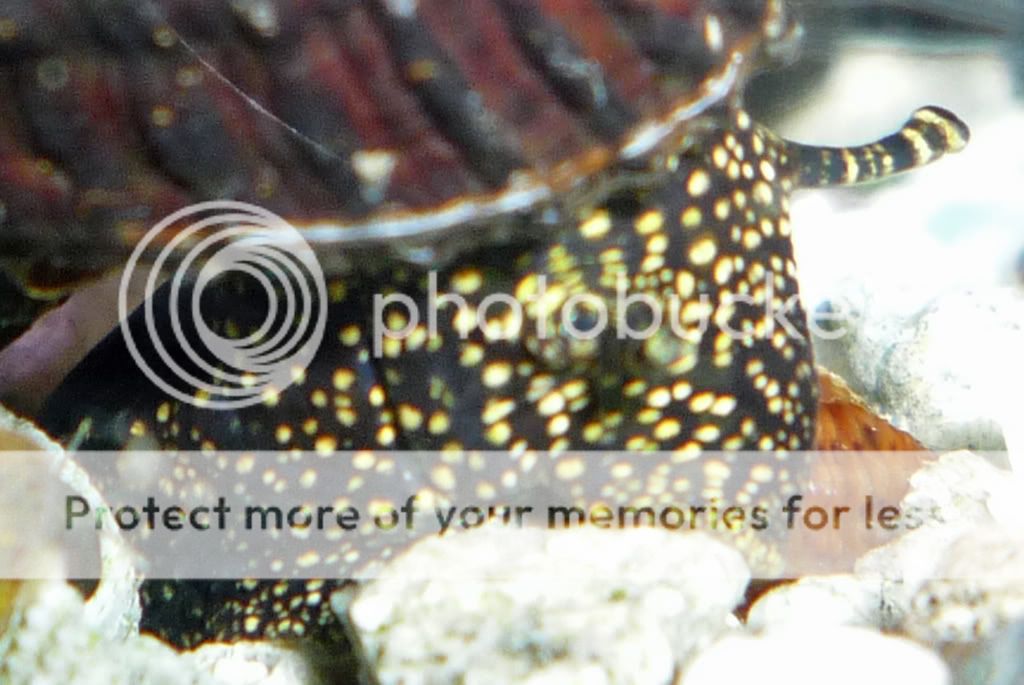 FS - Gold Spotted Rabbit Snail (Sulawesi) | AquariaCentral.com