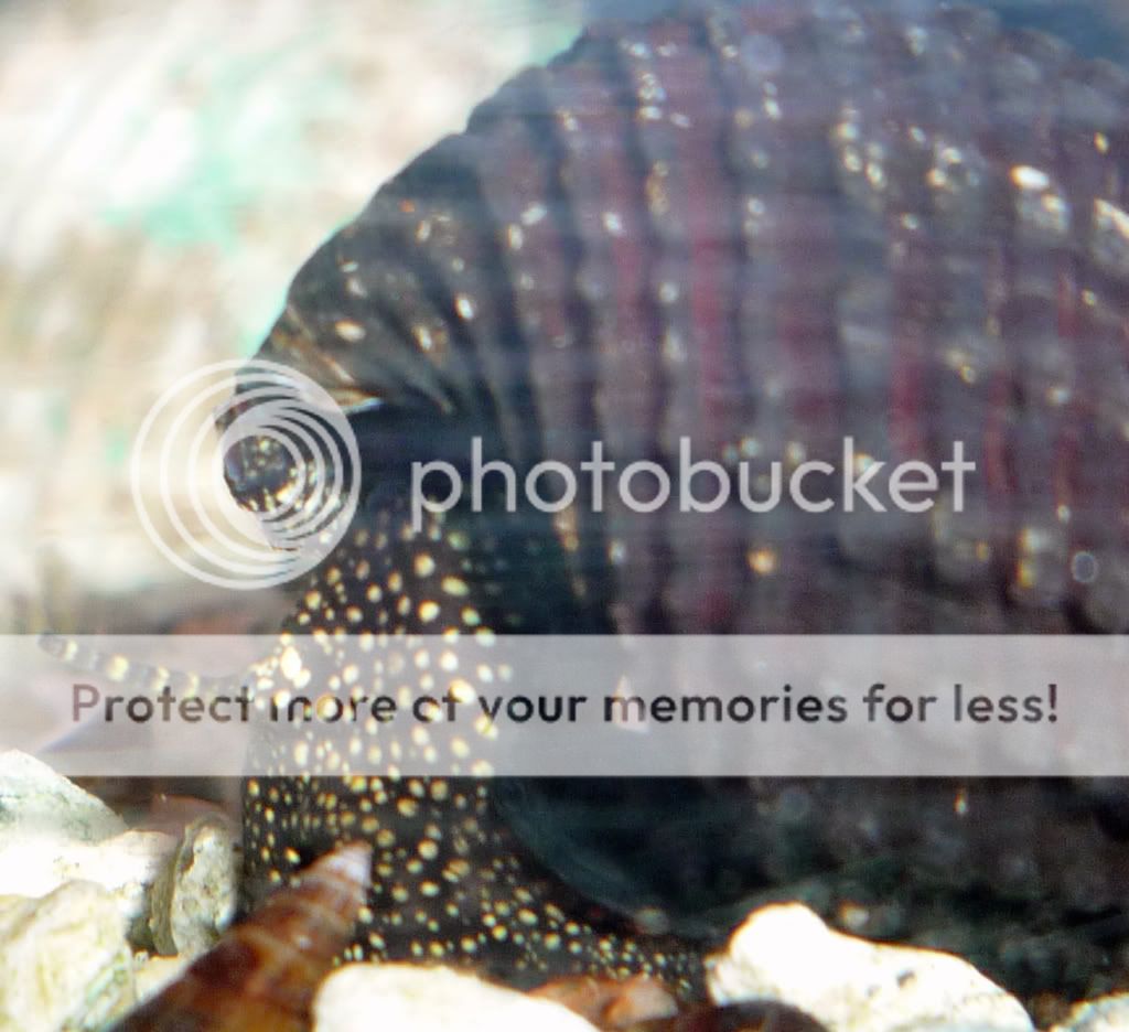 FS - Gold Spotted Rabbit Snail (Sulawesi) | AquariaCentral.com