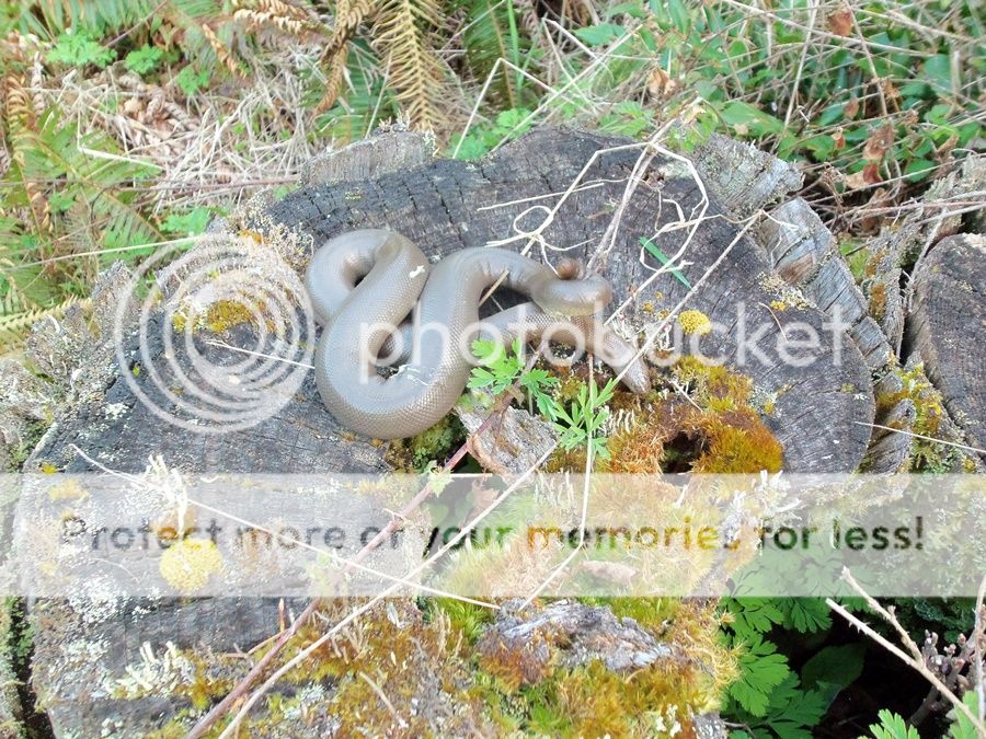 Came across a Rubber Boa while hiking near Olympia WA. : r/snakes